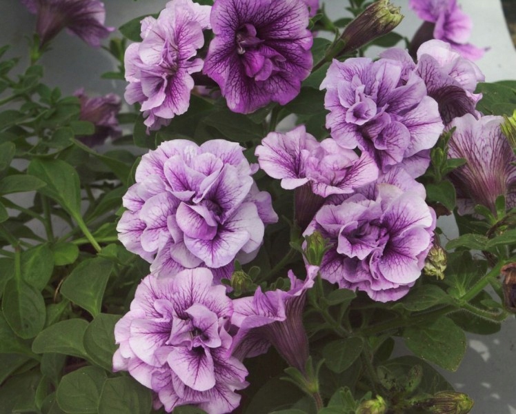 SURFINIA PETUNIA TUMBELINA PRISCILLA - 11825025813 - oficjalne archiwum ...