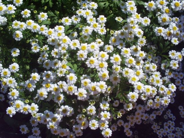 Maruna wonna - wrotycz - złocień sadzonka - 10697892683 - oficjalne ...