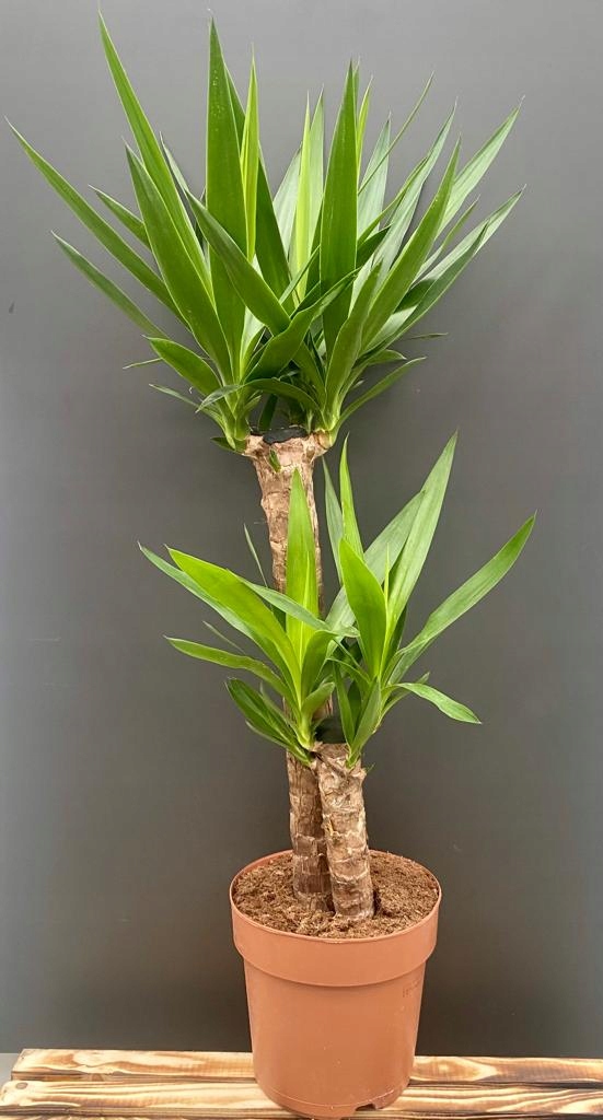 Yucca Juka DWA PĘDY elegancka palma domowa 100cm - 15078427718 ...