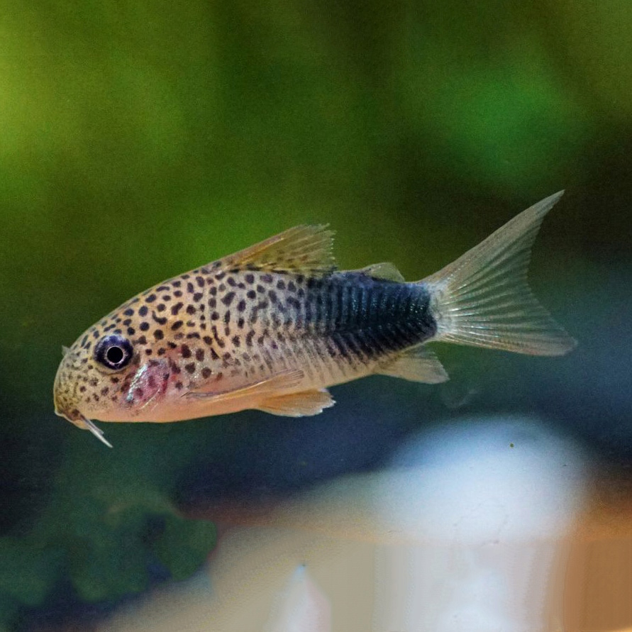 Ryba Kirys Similis Corydoras similis hodowla PL - 13783158846 ...