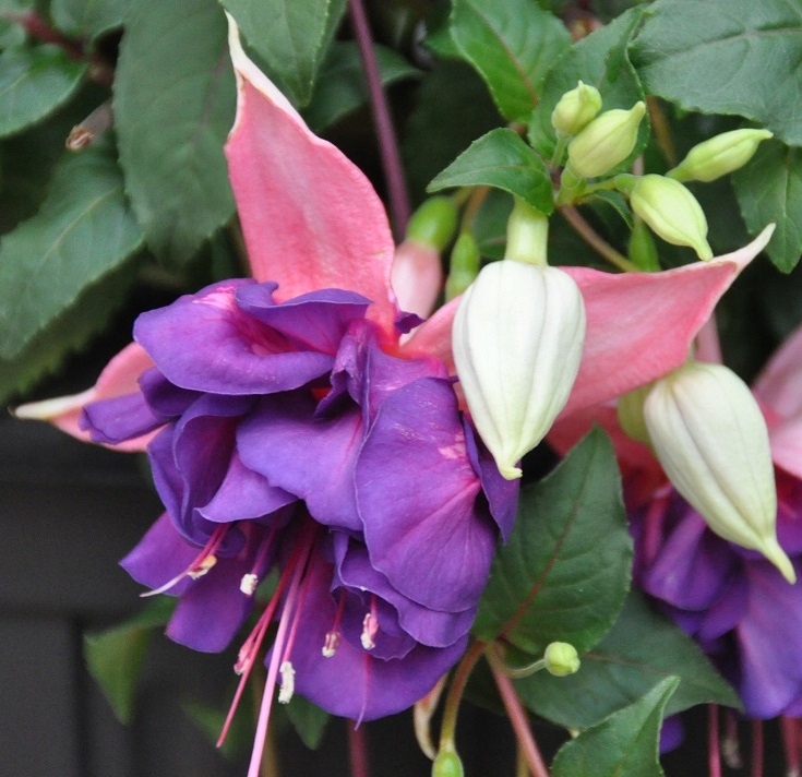 Fuksja Marbeller Double White Purple Zwisająca - 13235988375 ...
