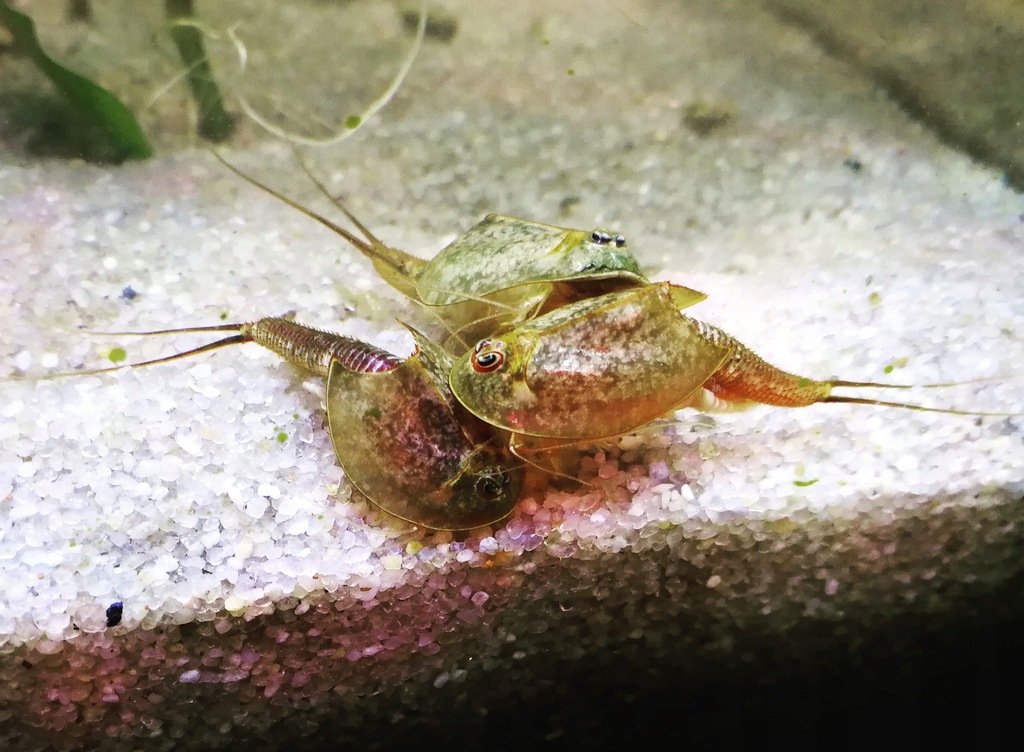 TRIOPS LONGICAUDATUS BLACK + pokarm - 7683440242 - oficjalne archiwum ...