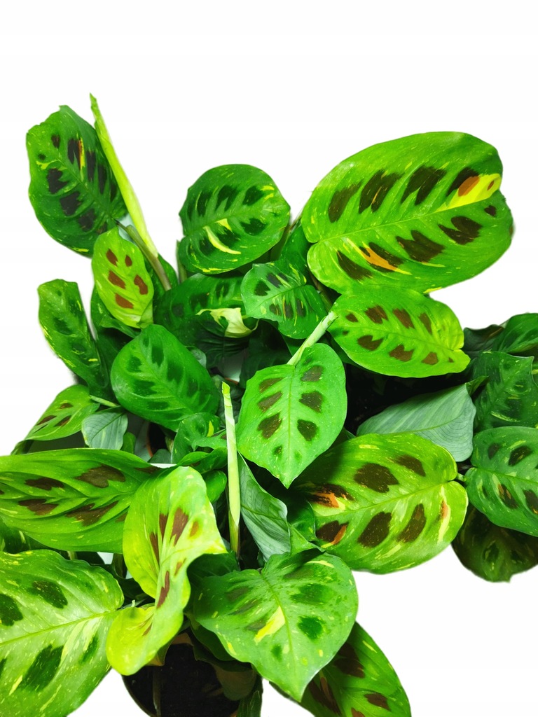 MARANTA KERCHOVEANA VARIEGATA - KOLEKCJONERSKA XL - 12931540542 ...