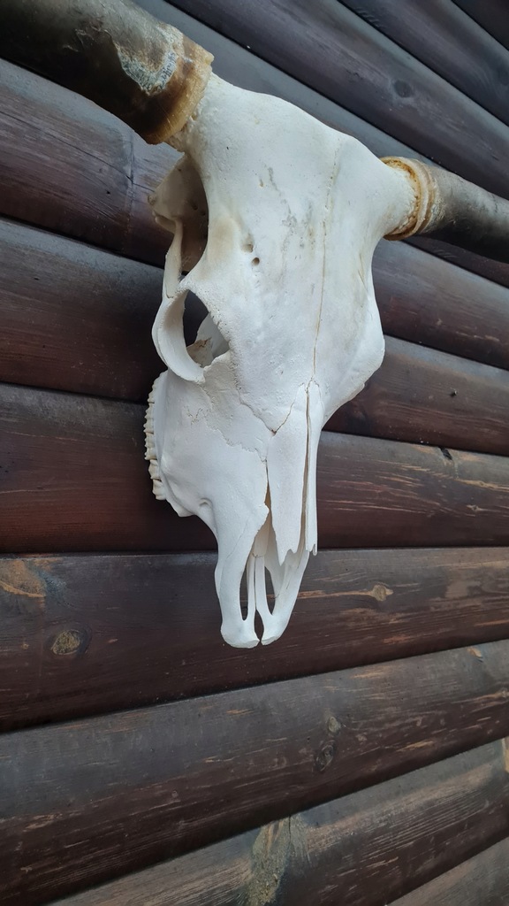 WIELKI byk SZKOCKI czaszka krowa rogi poroże TROFE - 13099081900 ...