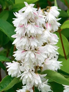 Żylistek karbowany Pride of Rochester - 12391915502 - oficjalne ...