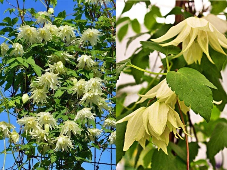 Clematis Powojnik Lemon Dream CYTRYNA PACHNĄCY, C2 - 7676856516 ...