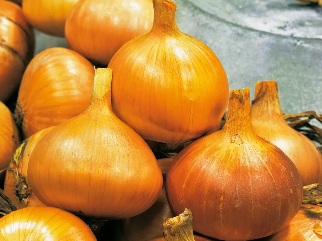 CEBULA DYMKA ŻÓŁTA | 'CENTURION' | 500 G. - 13219669020 - oficjalne ...