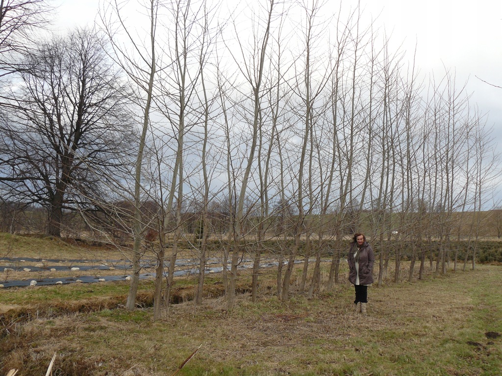 Topola 'Hybryda 275' sadzonki zdrewniałe sztobry - 9938469364 ...