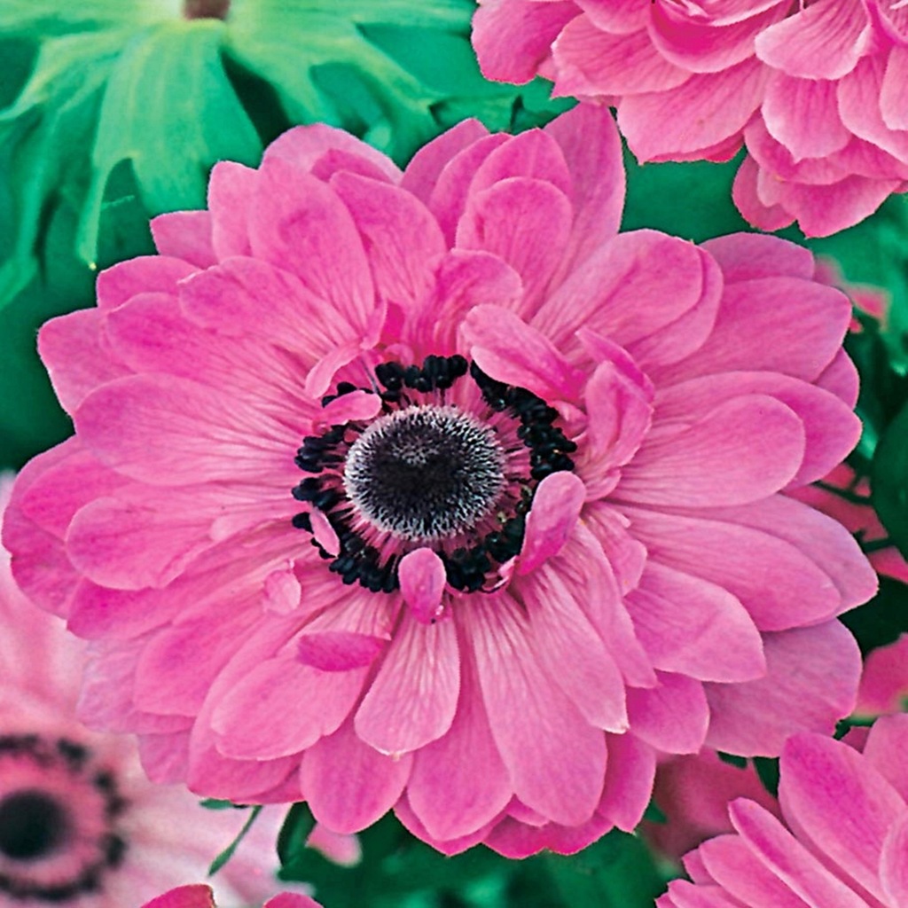 Anemon Zawilec Pełny Admiral 10szt Anemony cebulki - 13098190018 ...