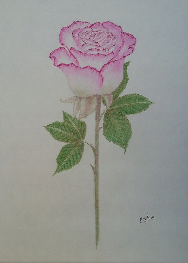 RÓŻA Rysunek Grafika duża A3 - 9452343052 - oficjalne archiwum Allegro