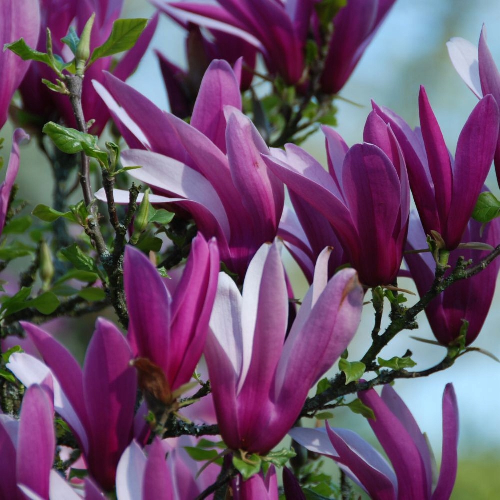 Magnolia Nigra Piękne PURPUROWE KWIATY P11 - 12571779564 - oficjalne ...