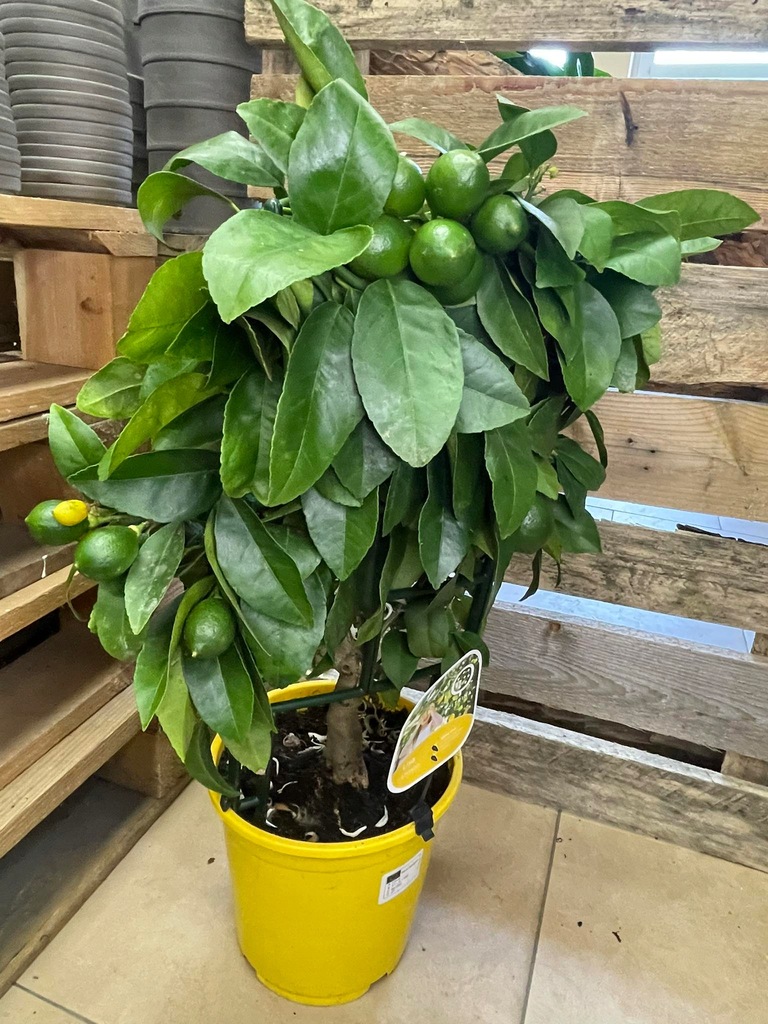 Citrus meyeri 'Meyer' cytryna - 13620718893 - oficjalne archiwum Allegro