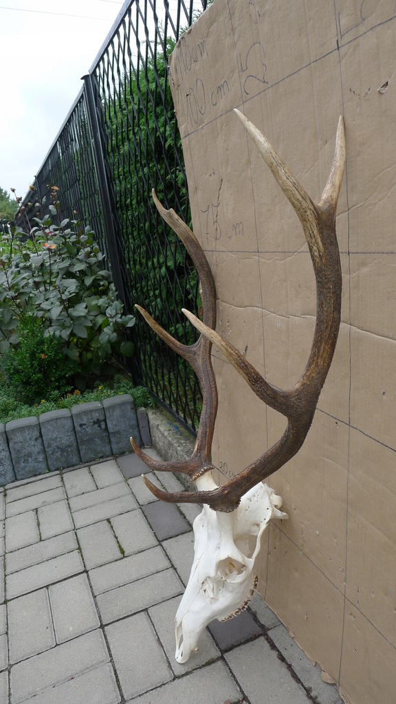 Byk jeleń trofeum poroże rogi z czaszką 136 - 7591015524 - oficjalne ...