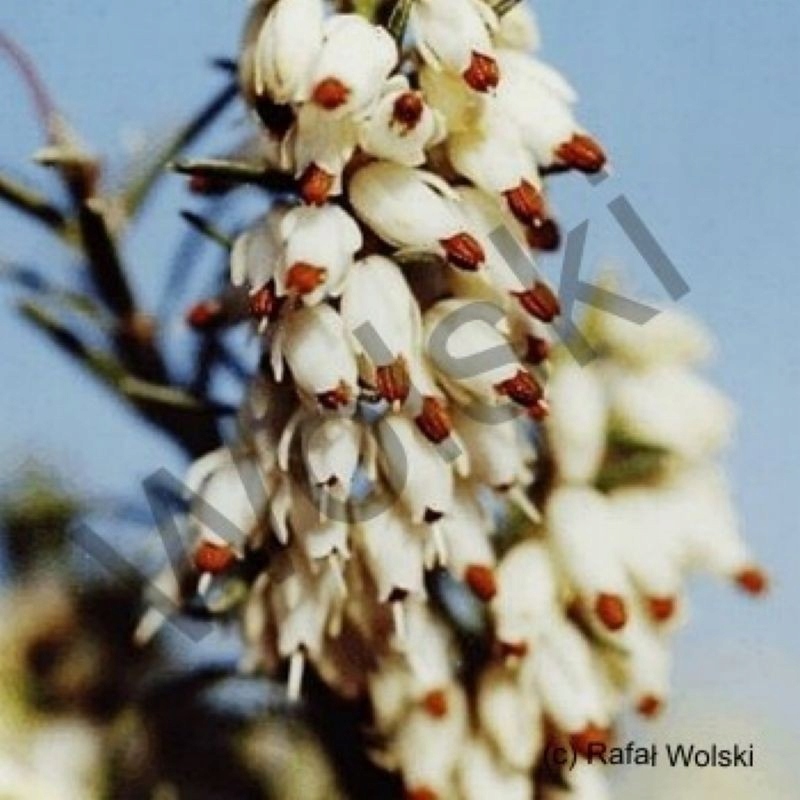 Wrzosiec krwisty SNOW QUEEN Erica carnea - 10878742527 - oficjalne ...