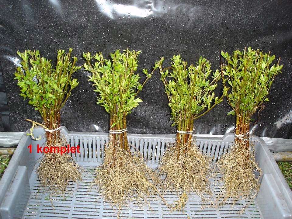 Ligustr pospolity - Liguster -- 25-50cm -- 100szt. - 15482972034 ...