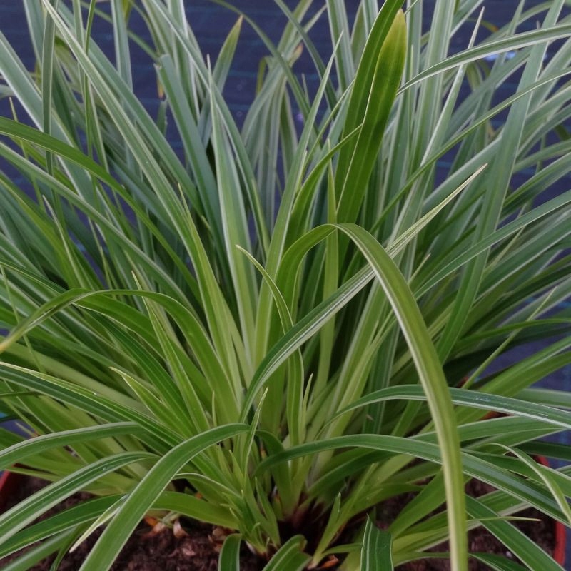 Turzyca Morrowa Variegata - Carex morrowii - 10811319723 - oficjalne ...