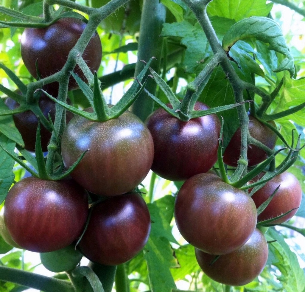 Pomidor Koktajlowy Black Cherry - sadzonki - 11753433481 - oficjalne archiwum Allegro