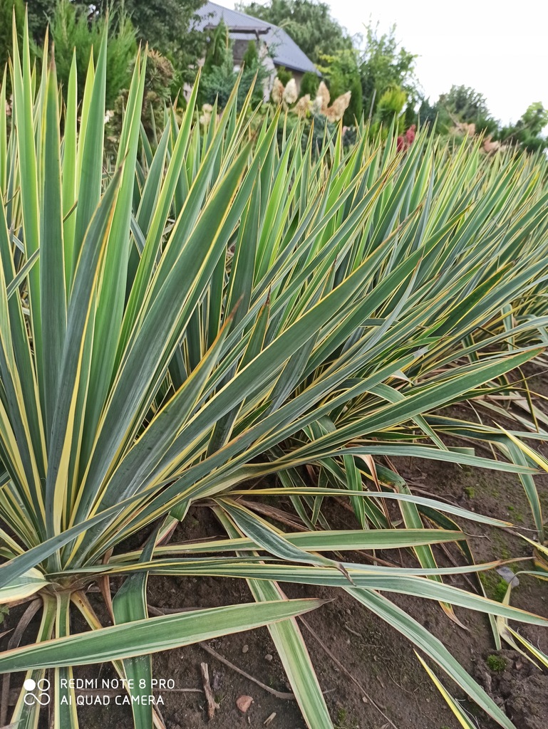 Juka Bright Edge ! Duża sadzonka! - 14274959176 - oficjalne archiwum ...