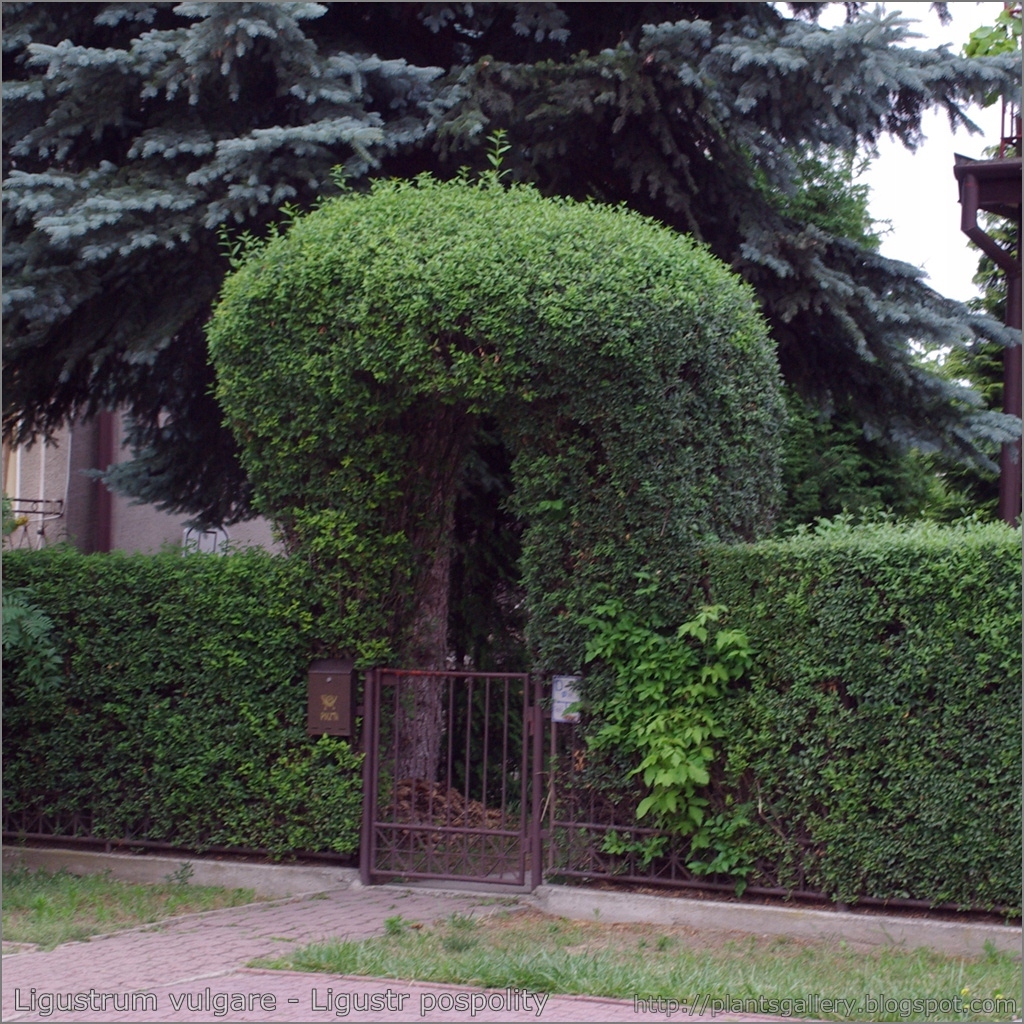 Ligustr pospolity 'Atrovirens' na żywopłot płot - 13253360423 ...