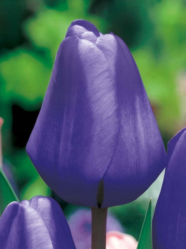 Tulipan Niebieski Triumph Blue Cebulka 5szt - 13933237234 - oficjalne ...