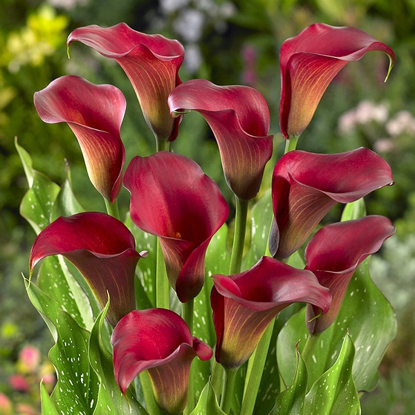 Calla Kalla Valencia cebulka 1 szt - 14998023212 - oficjalne archiwum ...