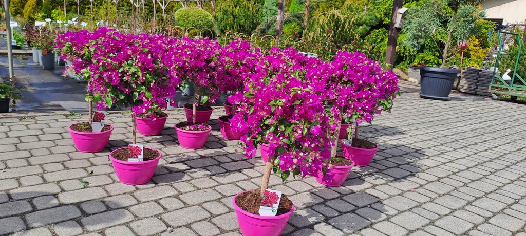 Bugenwilla na pniu - 13703075248 - oficjalne archiwum Allegro