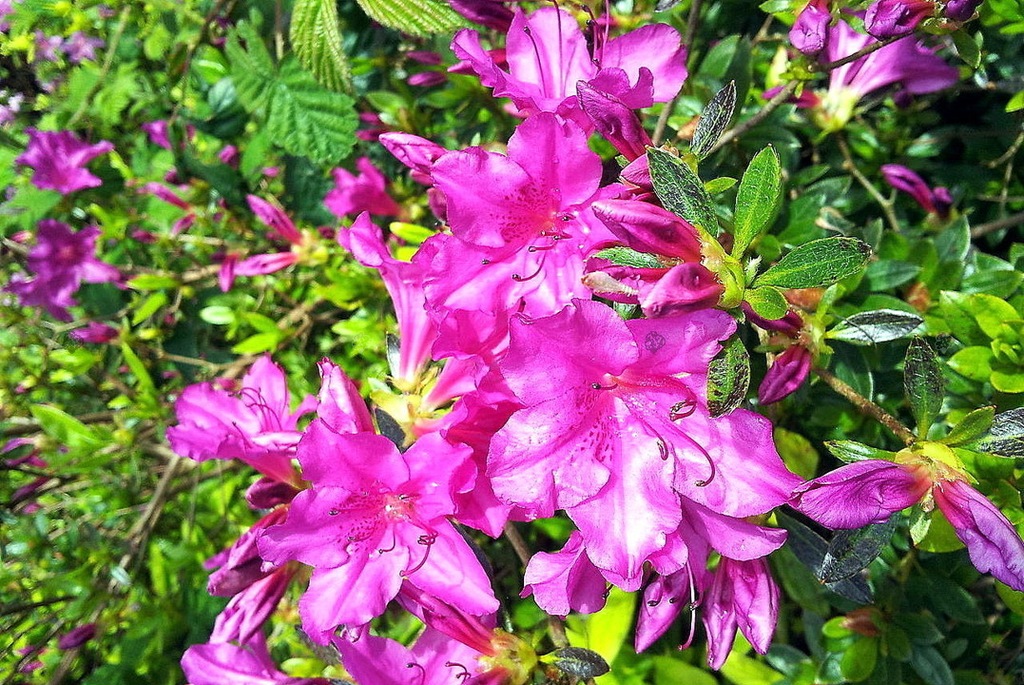 AZALIA GEISHA LILAC JAPOŃSKA FIOLETOWA C NOWOŚĆ - 7259904272 ...