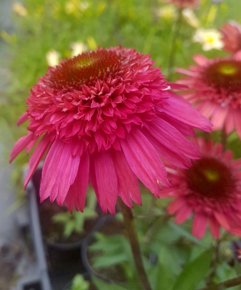 Jeżówka Echinacea PASO DOUBLE FUCHSIA sadzonka C2 - 12353604095 ...