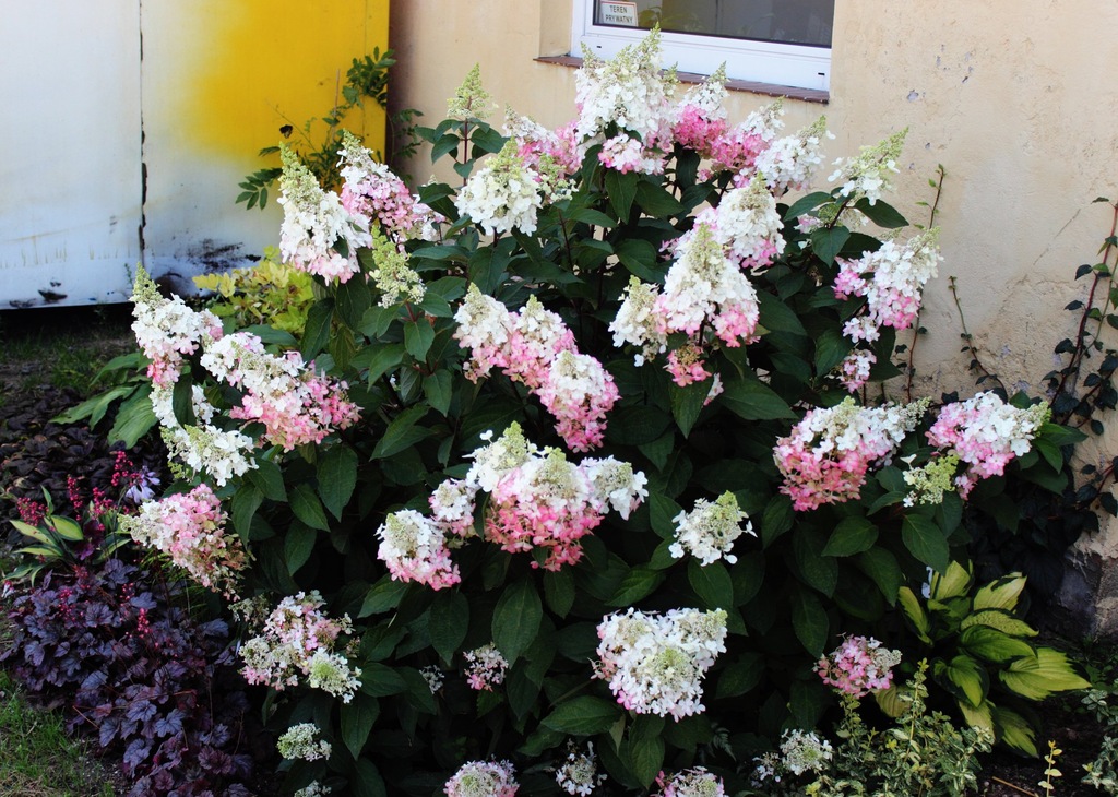 Hortensja PINKY WINKY stożkowe DWUBARWNE kwiaty - 7181595434 ...