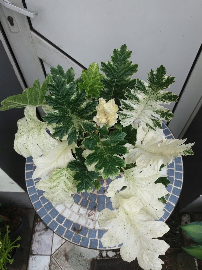 Akant miękki Whitewater XXL - 10599365737 - oficjalne archiwum Allegro