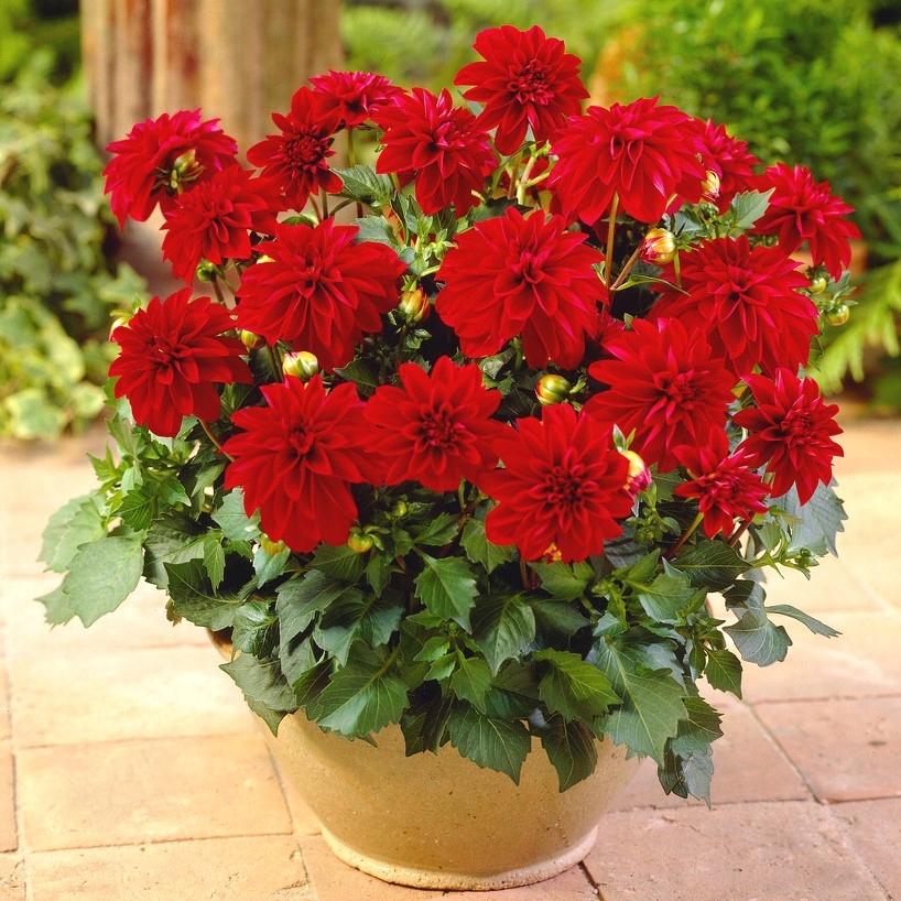 Dalia - Gallery Singer - doniczkowa - Sadzonka - 14931049602 ...