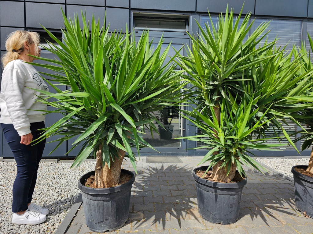 YUCCA ELEPHANTIPES JUKA ELEFANTA YUCA OGRÓD JUKI ROŚLINA WEWNĘTRZNA ...