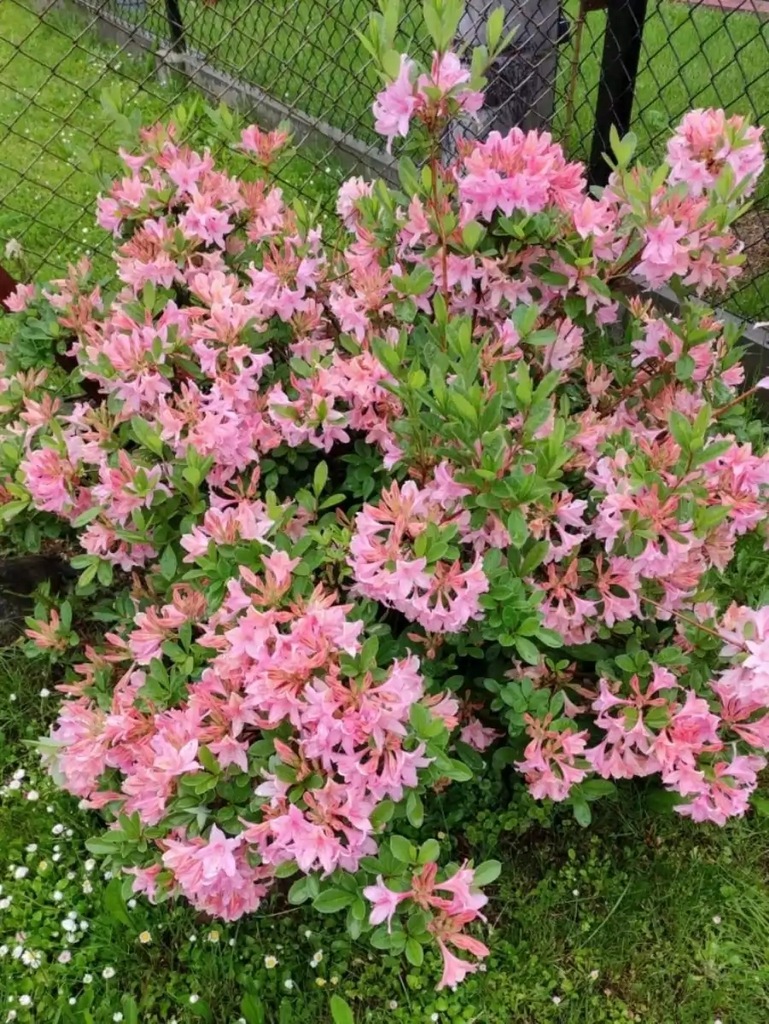 Azalia wielkokwiatowa SOIR DE PARIS PACHNĄCA !! 3l - 13098179996 ...