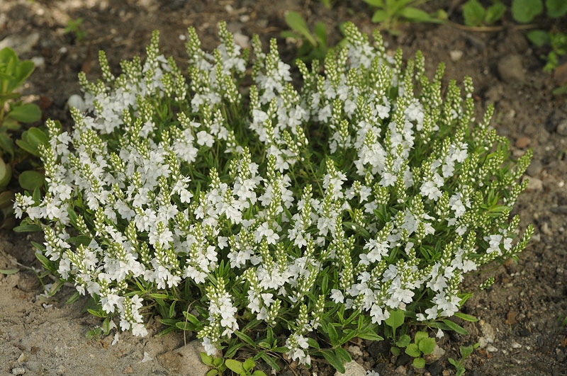 przetacznik rozesłany - Veronica prostrata alba - 8066662842 - oficjalne archiwum Allegro