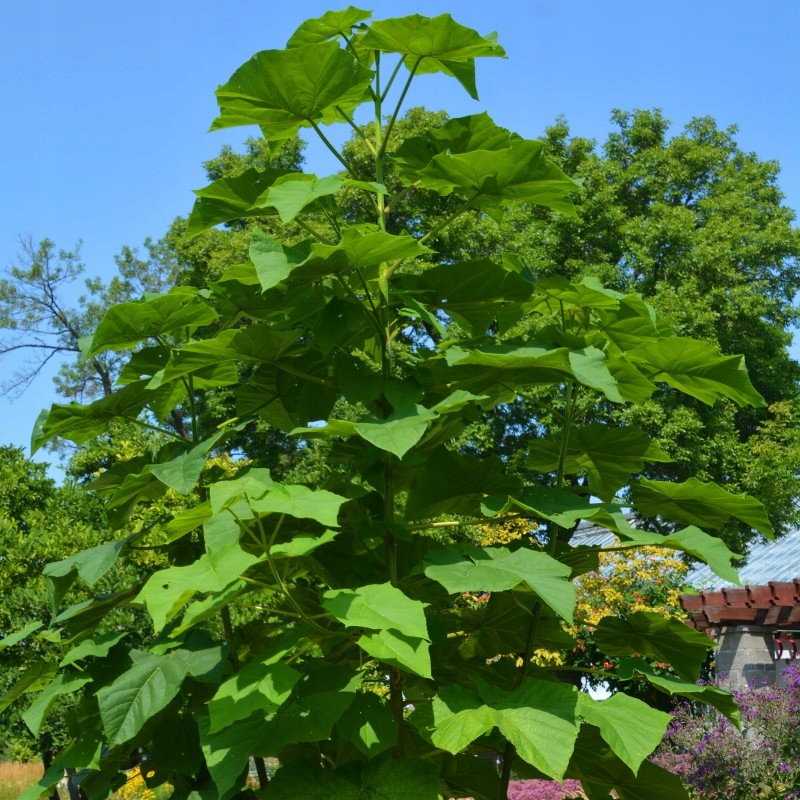 Drzewo tlenowe - Oxygen Tree - Paulownia omszona - 13147609606 ...