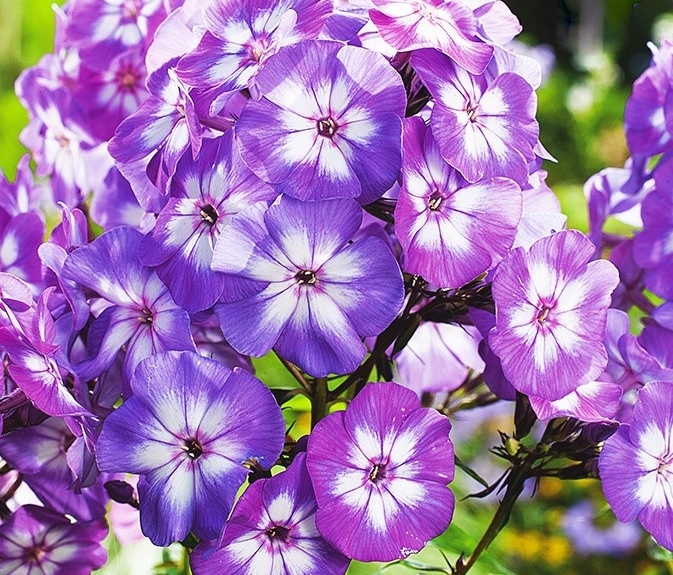 Floks Wiechowaty Laura Duża Sadzonka C 3 - 12543984029 - oficjalne ...