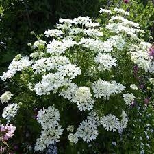 Orlaja wielkokiwiatowa, Orlaya grandiflora - 13632665044 - oficjalne ...