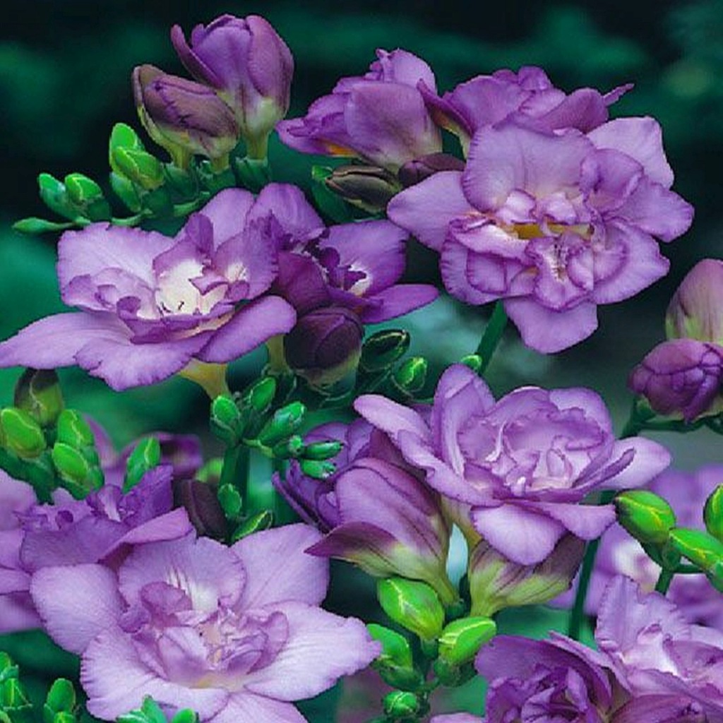 Fressia - Frezja Pełna Fioletowa 10szt + GRATIS *B - 8865640922 ...