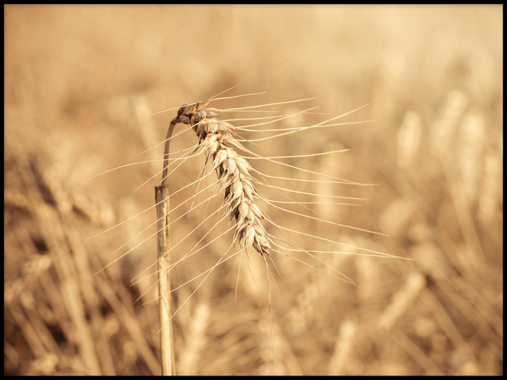 Kłos pszenicy Kłosy zboża plakat na ścianę 70x100 - 11771662601 ...