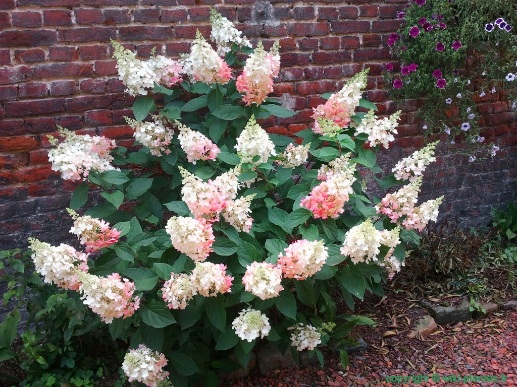 Hortensja PINKY WINKY stożkowe DWUBARWNE kwiaty - 7181595434 ...