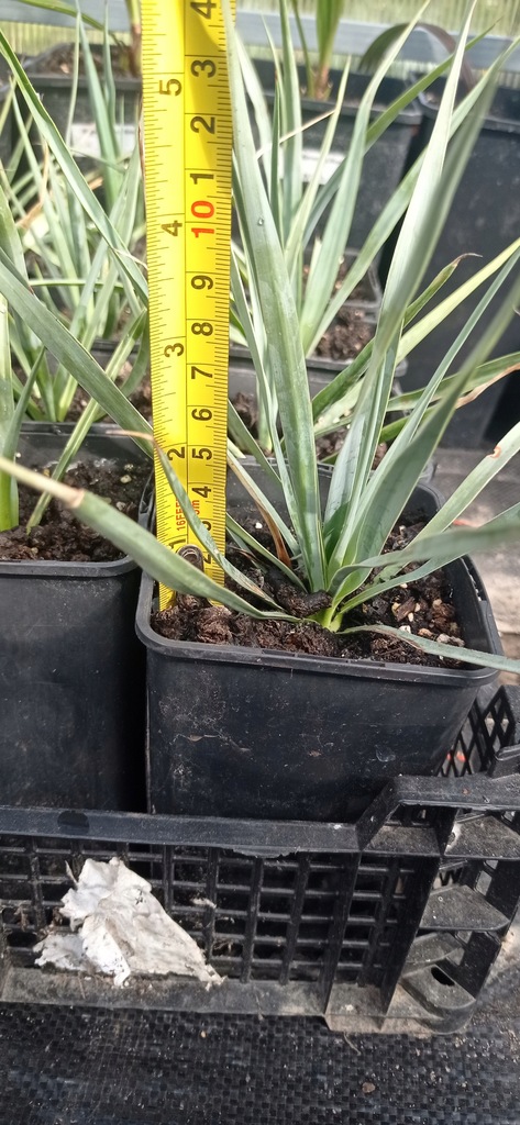 Juka Rostrata Yucca Rostrata sadzonki - 13651525398 - oficjalne ...