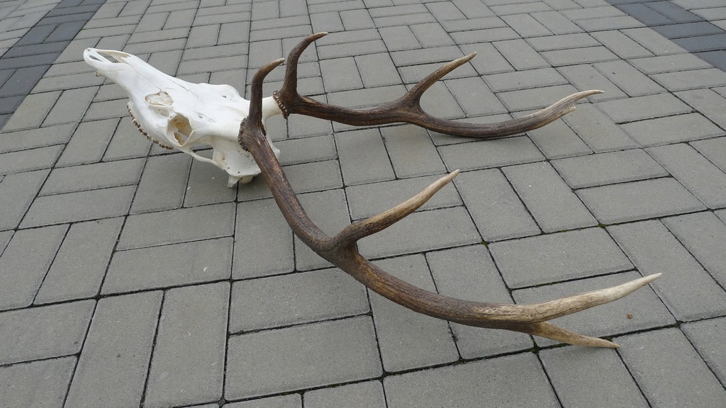 Byk jeleń trofeum poroże rogi z czaszką 136 - 7591015524 - oficjalne ...