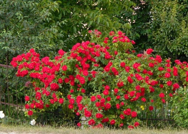 Róża Paul Scarlet pnąca bardzo odporna - PROMOCJA - 8974637162 ...