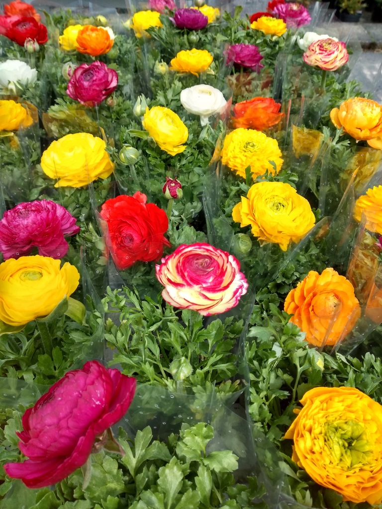 Jaskier sadzonki wielokolorowe sadzonki jaskra - 13559583588 ...