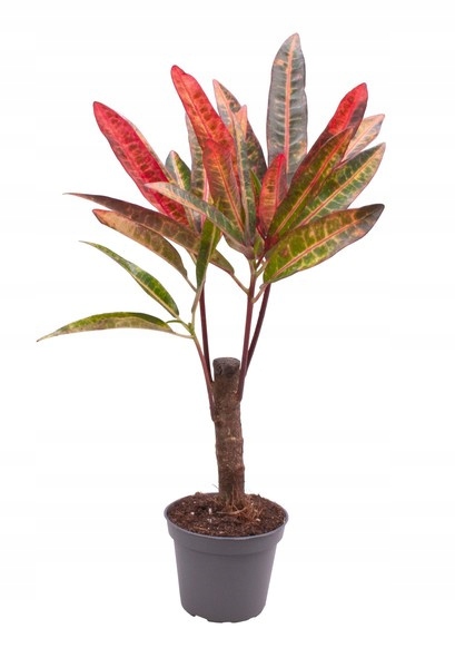 Kroton Codiaeum variegatum Excellent S 25 cm - 13640826524 - oficjalne ...