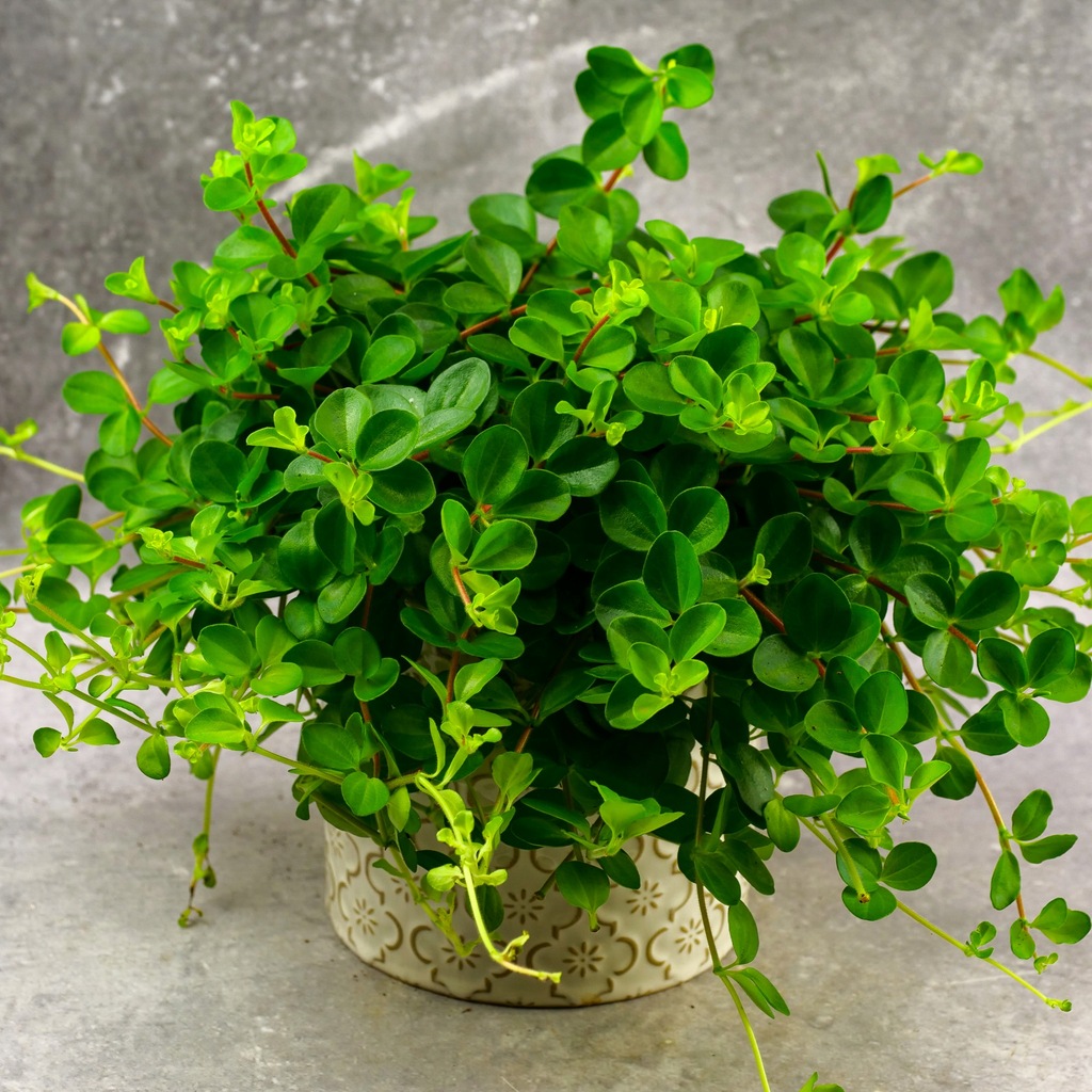 Peperomia Rotundifolia Okrągłolistna Gęsta D14cm - 12921412294 ...