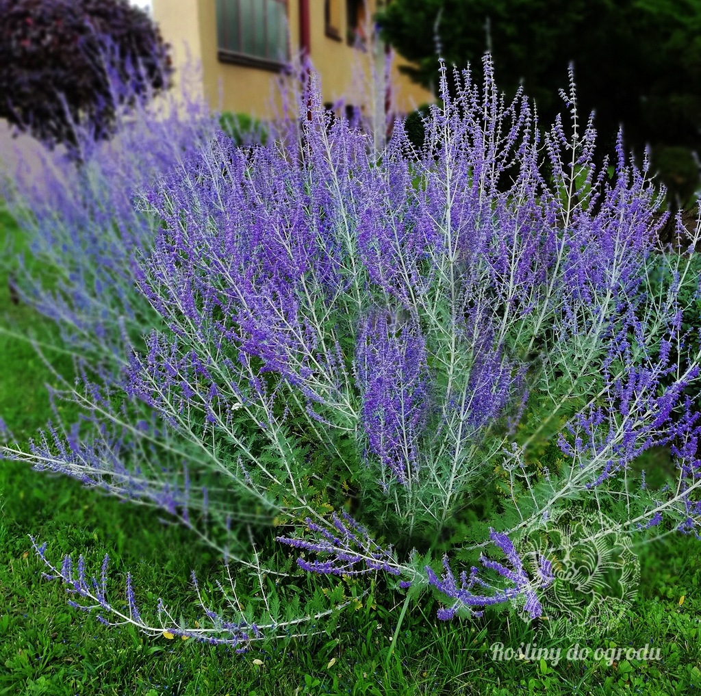 PEROVSKIA cenny, poszukiwany krzew PACHNIE - 9663453778 - oficjalne archiwum Allegro