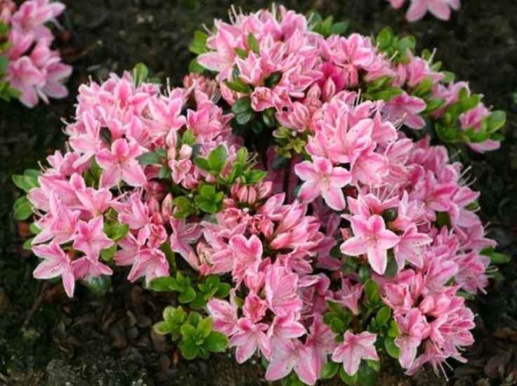 Azalia Kermesina Rose Kwiaty Różowe z Obwódką - 13482869714 - oficjalne ...