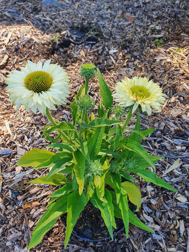 Jeżówka Echinacea SUNSEEKERS WHITE PERFECTION C2 - 12256955478 ...