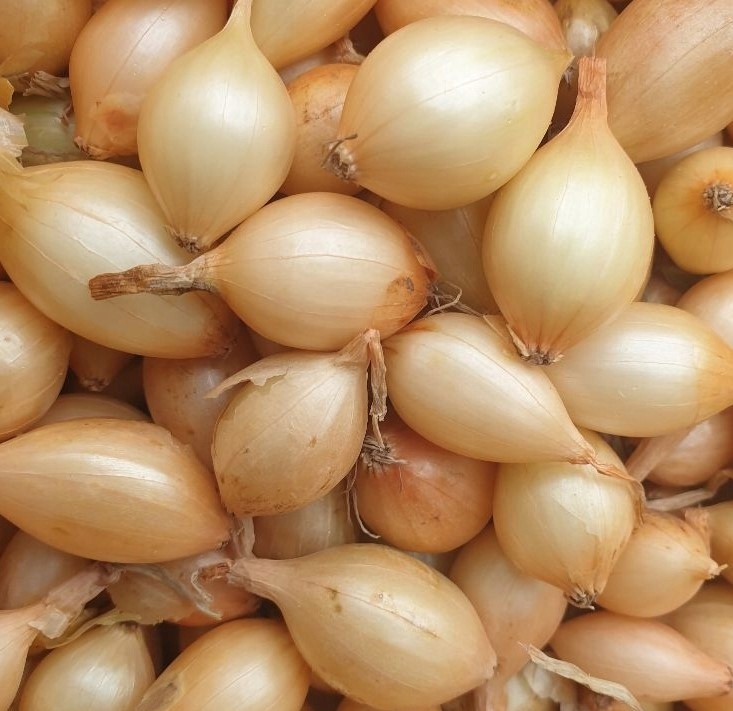 Cebula Dymka 15-20mm Wiosenna Smaczna Polska (Wolska III) 5kg ...